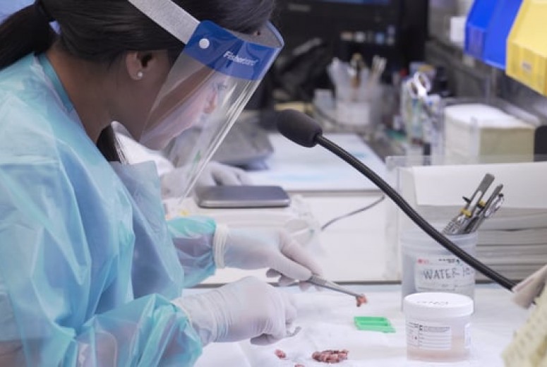 Pathologists' Assistant Program | School of Medicine Loma Linda University